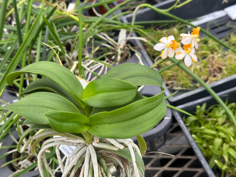YELLOW FORM MINI VANDA TYPE ORCHID PRIMARY Vdnps. Pulcherrimin BLOOM | eBay