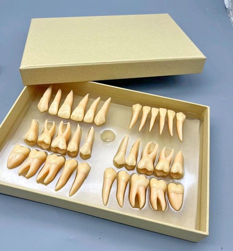 2.5x life size Human Dental Study Model of Individual Permanent Teeth ...
