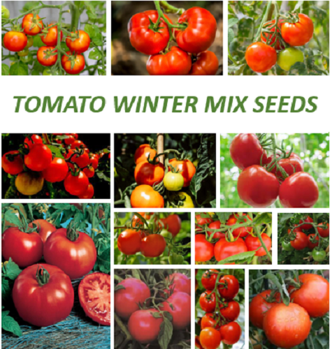 TOMATO MIX SEEDS Winter Mix Tomato Seeds Vegetable Garden Mixed Tomato ...