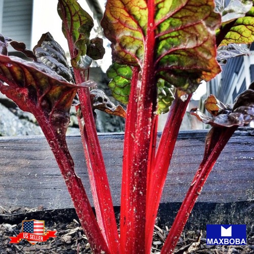 30 Swiss Ruby Red - Chard Fresh Seeds - Organic Non-GMO Heirloom | eBay