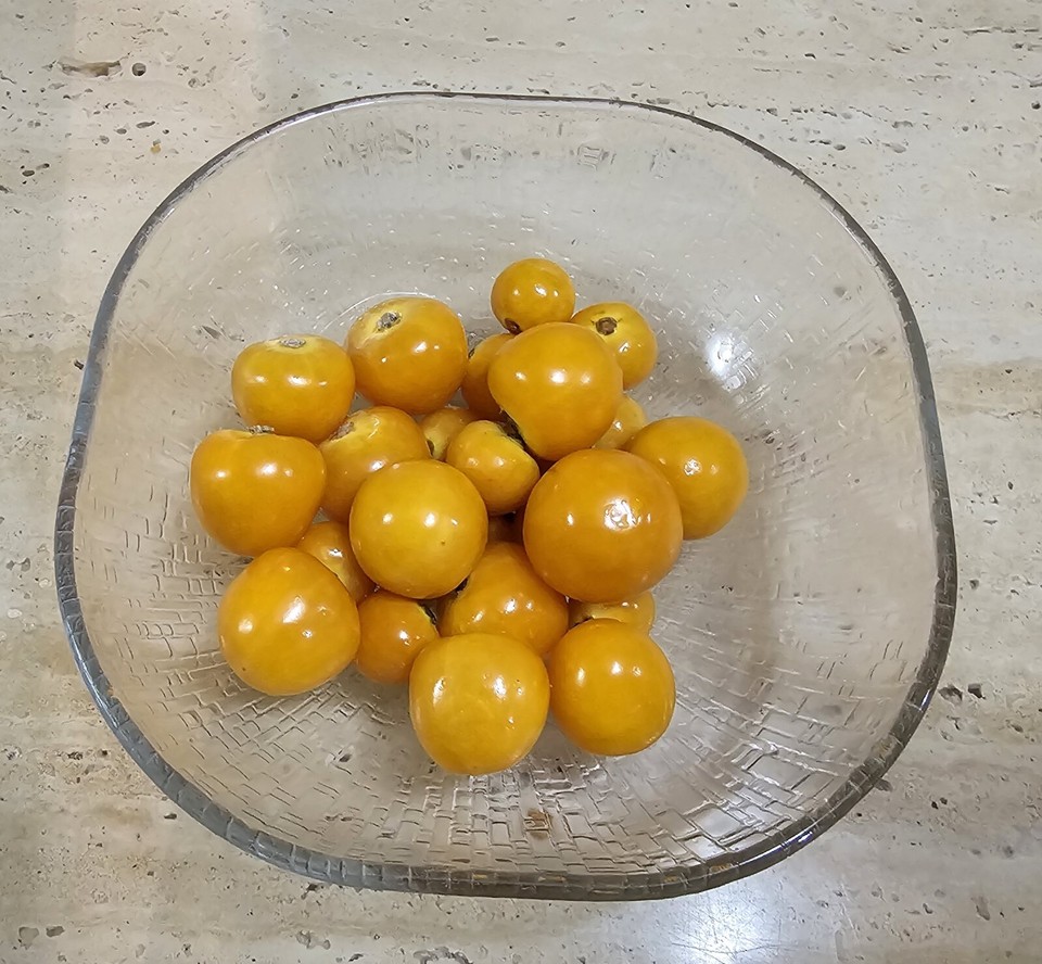 250+ Giant Poha Berry Seeds | Physalis Peruviana Golden Ground Cherry ...