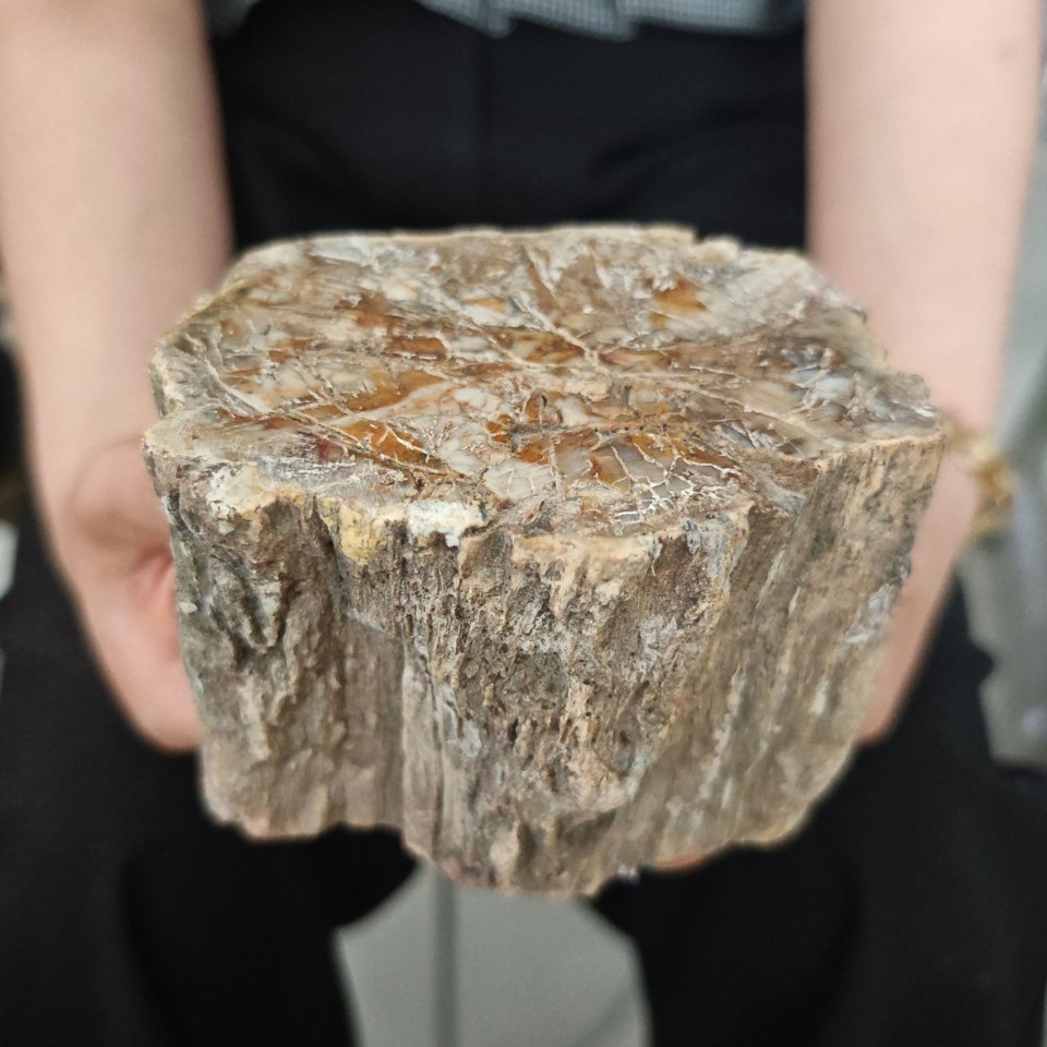3.63LB Natural Jurassic tree fossil crystal specimens Healing 1650g | eBay