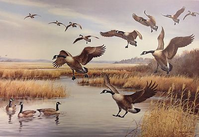 Careful Landing -Canada Geese by Maynard Reece | eBay