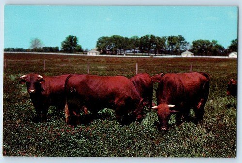c1960 South Texas Vintage Postcard Santa Gertrudis Bulls King Ranch ...