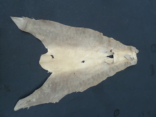 (s829) 60x7" Generic Shark skin hide leather educational denticles love ...