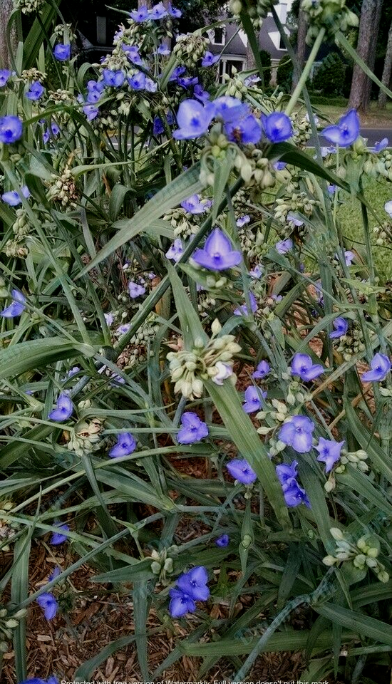 Ten (10) - Bluejacket Flower, Spiderwort Lily, Widow Tears ...