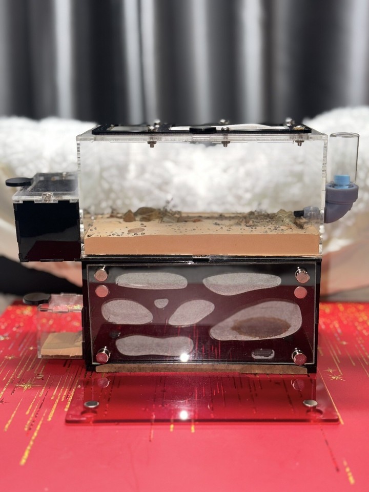 Ant tank/Ant farm - Stand Nest D02 - Full Option | eBay