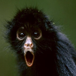 Scared-Ape | eBay Stores