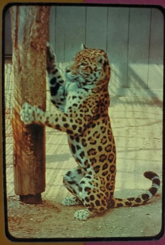 1960s Leopard Washington DC Zoo Scratching Post Pole Cat Vintage 35mm ...