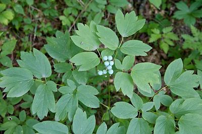3 Blue Cohosh Squaw-root Papoose-root Caulphyllum thalictroides PREMIUM ...
