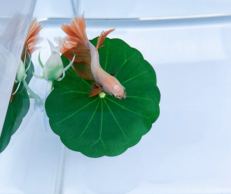 New Betta Bed Hammock Betta Fish Lotus style Pad Artificial Fish Tank ...