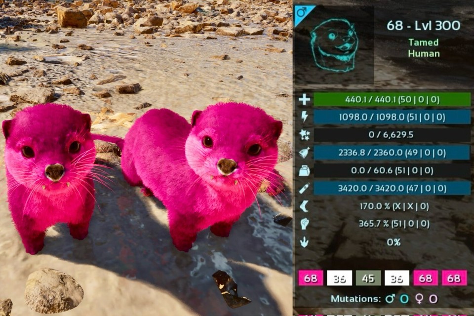 ark survival ascended pve Full Color Otter Pair, Level 300+ | eBay