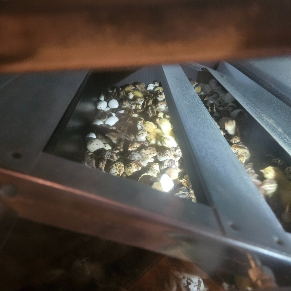 15 + Georgia Giant Bobwhite Quail Fertile Hatching Eggs | eBay