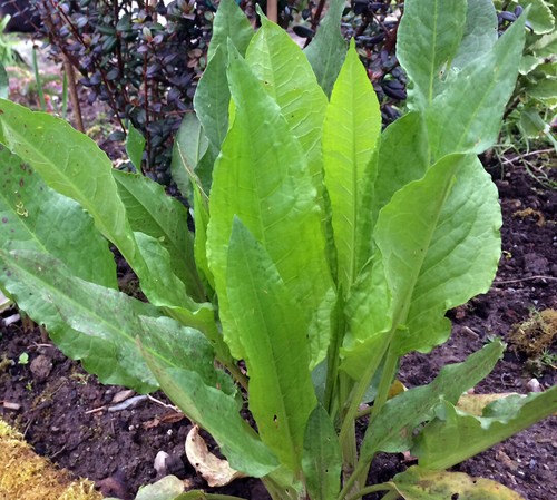 Patience dock (Rumex patienta) forest garden perennial vegetable. 100 ...