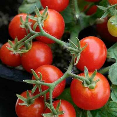 Red Robin Tomato - Dwarf Variety - 5+ seeds - Semillas - Graines ...