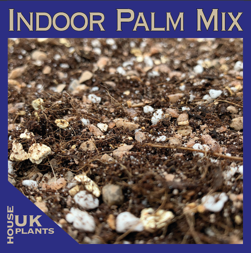 INDOOR PALM TREE Compost Soil Mix (Kentia Parlour Areca Howea Palms ...