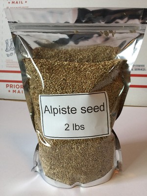 Alpiste Seed Canary Seed Birds Seeds Plain Alpiste (4 Lbs)canaries | eBay