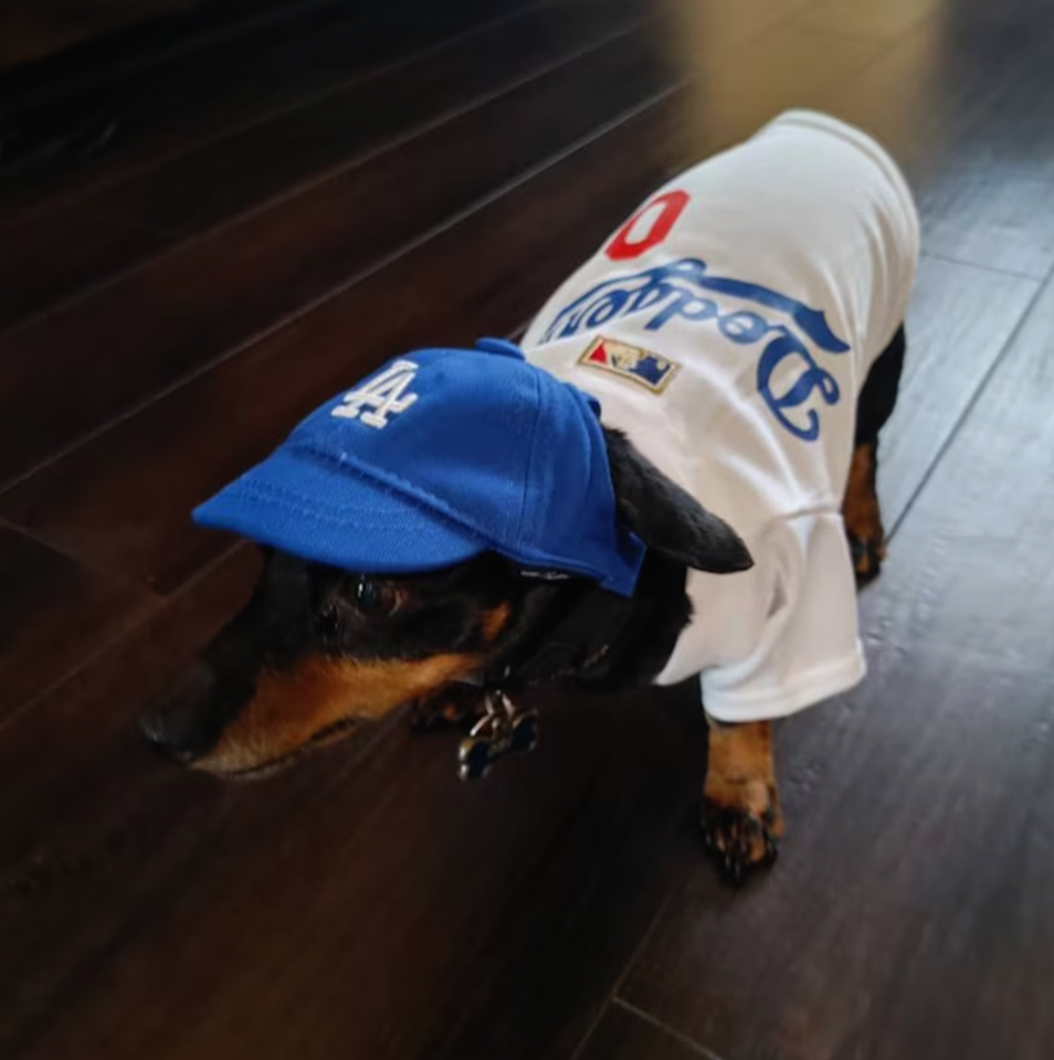 Genuine MLB Los Angeles Dodgers LA Logo Pet Dog Comfortable Cap Royal ...