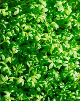 1000+CURLED CRESS Seeds Organic Indoor Container Sprouting Shade Garden ...