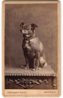 19Th Rare Antique Beautiful CDV Photograph of Sweet Dog 1880s | eBay