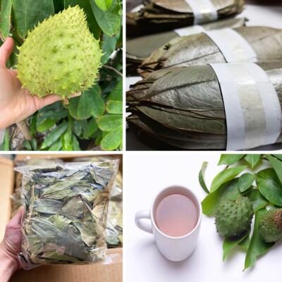 100 Dried Herbal Soursop Leaves Guanabana Graviola 100% Organic Sinini ...