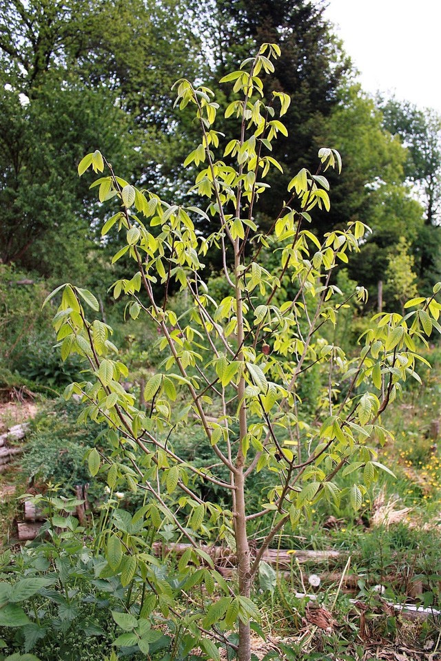 5 PAW PAW FRUIT TREE Indian Banana Asimina Triloba Flower Seeds *Flat S ...
