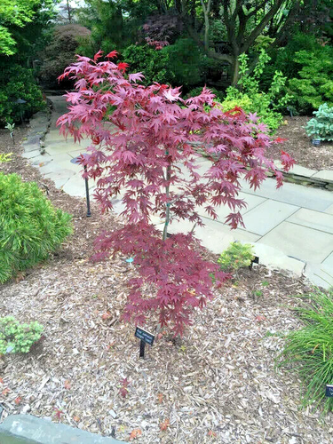 Dragon Tears Japanese Maple Tree with Low Branching Effects~12 Fresh ...
