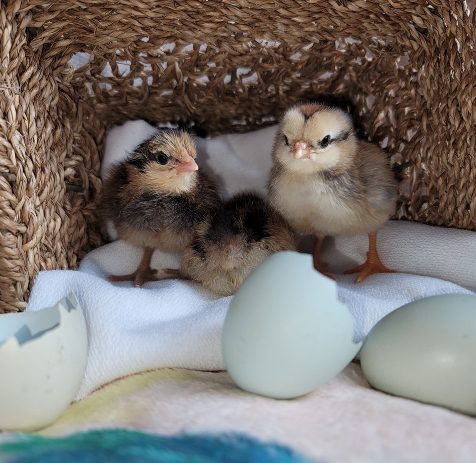 8+ NPIP CERTIFIED WHITING TRUE BLUE & TRUE GREEN HATCHING EGG ...