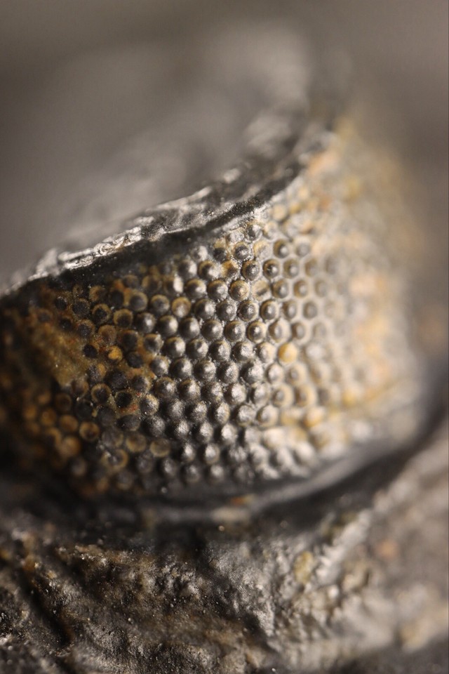 Zlichovaspis rugosa Trilobite Fossil Devonian Morocco Arthropod Fossil ...