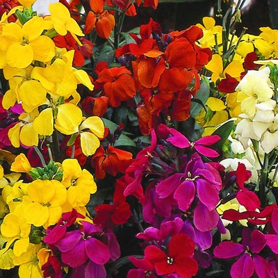 Wallflower Fair Lady Mixed Approx. 1,000 seeds Biennial, Bedding Plant ...