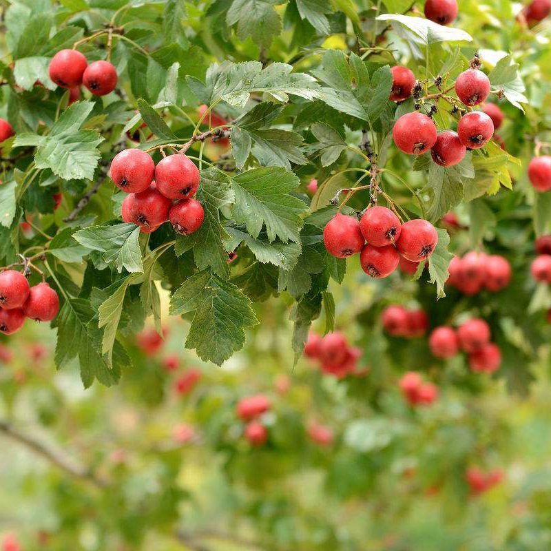 Organic Fruit 50 Hawthorn Seeds Maybush Haw May tree | eBay