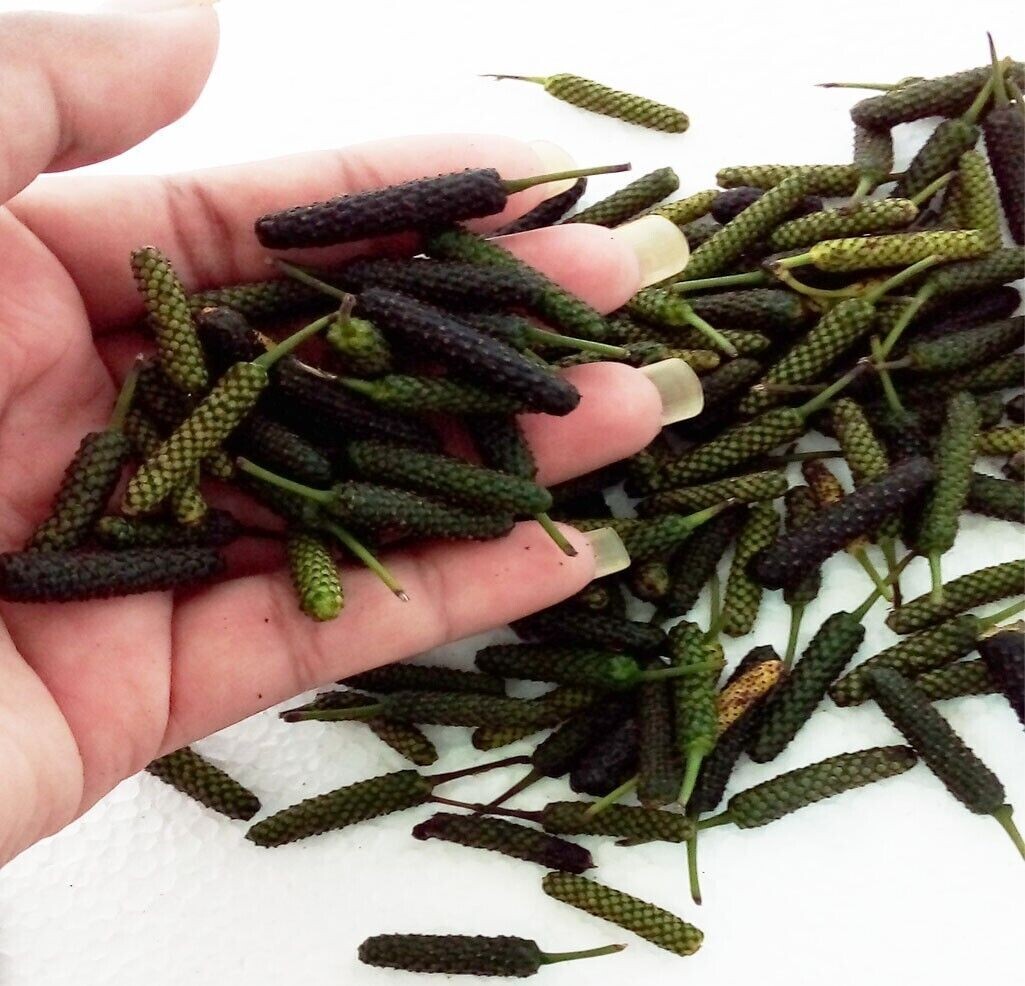 Long Pepper Natural Piper Longum Poivre Long Pippali Organic Ceylon ...