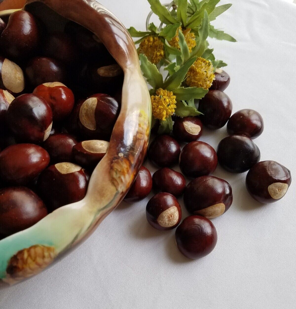 Ohio Buckeye Seed/ Fresh Buckeye Nuts/ Natural Buckeye Nuts - 50 pcs | eBay