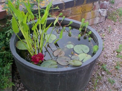 Small Water Feature Value Pack - Water Lilies Aquatic plants lily fish ...