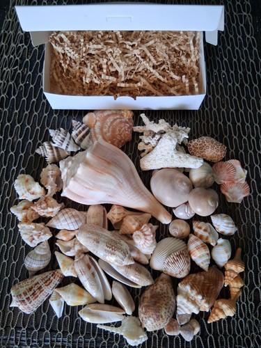 Bulk Lot of Sea Shells Mystery Box | eBay