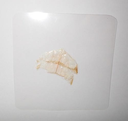 Laminated Oriental River Prawn Skin in 75 mm Plastic Sheet Teaching ...