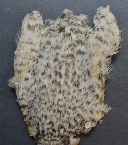 Lot 193, Natural Coloring India Hen Neck Cape Feathers for Fly Tying | eBay