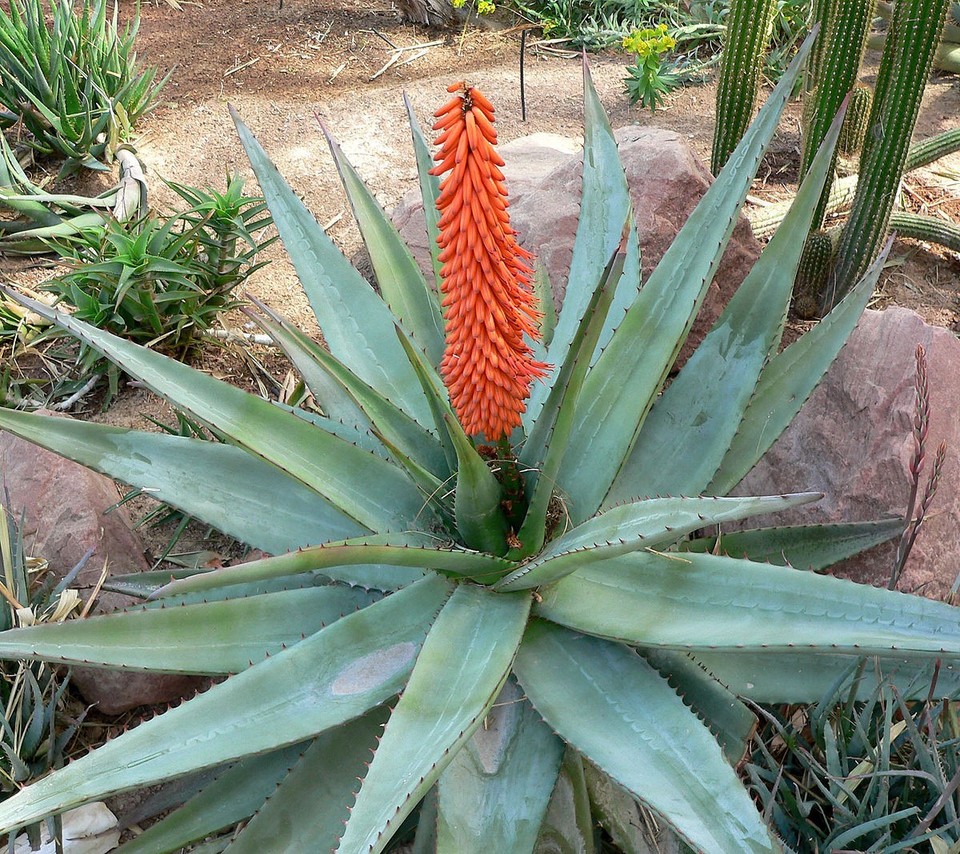 Aloe Vera Hybrid True Aloe Seeds Free Shipping! | eBay