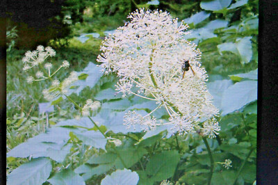 5 Seeds Udo, Japanese Asparagus, Aralia Cordata #424 | eBay