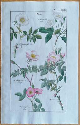 Dietrich Flora Universalis Large Botanical Print Rose Rosa banksiae etc ...