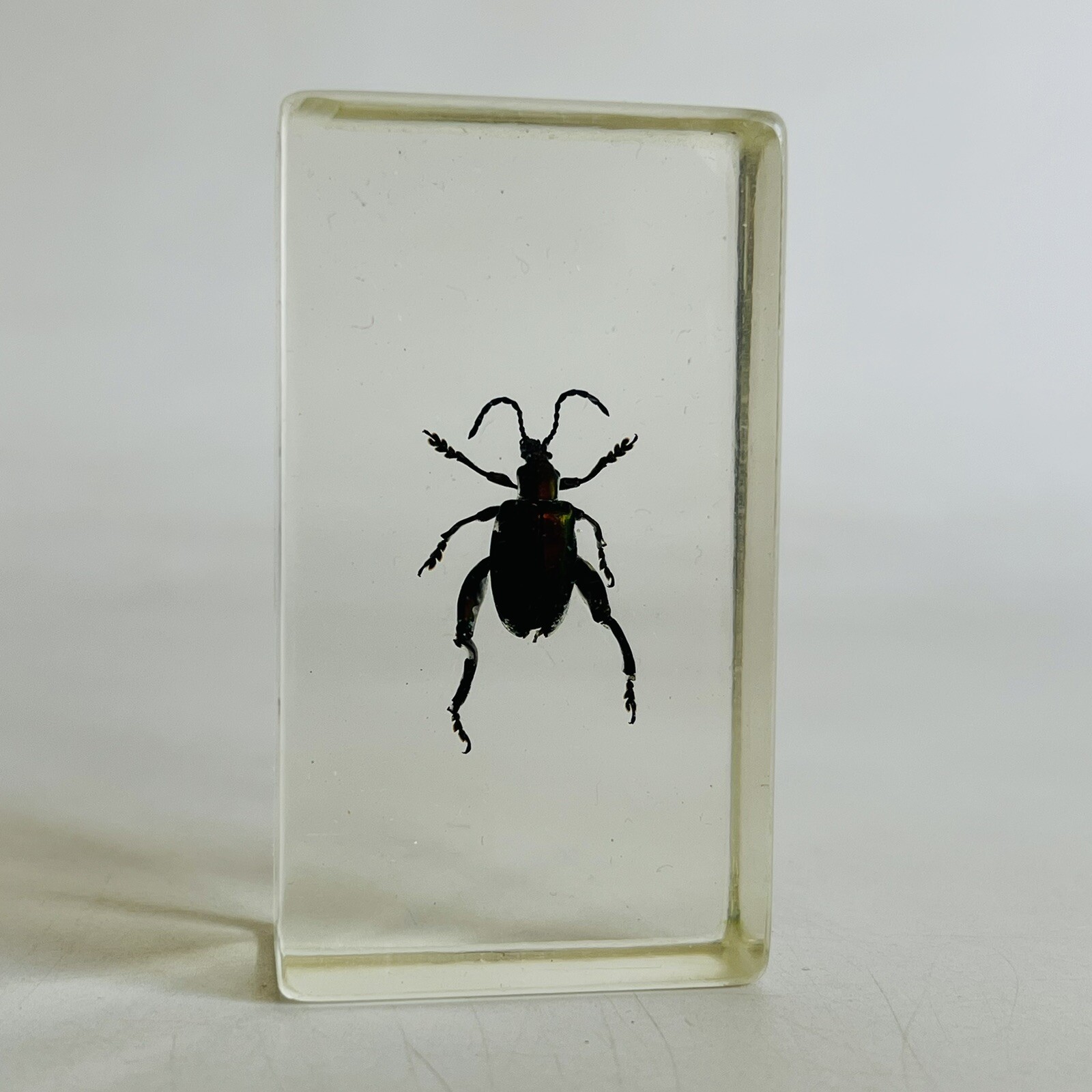 Real Life Bugs And Insects National Geographic Taxidermy Paperweight ...