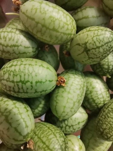 CUCAMELON MEXICAIN CONCOMBRE MELOTHRIA SCABRA, 20 GRAINES | eBay