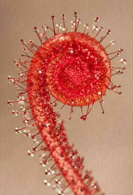 DROSERA FILIFORMIS ALL RED - 10 CARNIVOROUS PLANT SEEDS | eBay UK