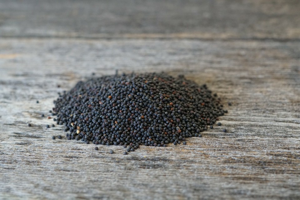 Rapeseed/Canola Food Plot Seed - Whitetail Deer Brassica Forage - 5 lb ...