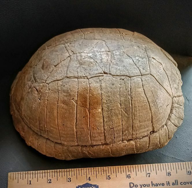 💥MUSEUM Grade - FOSSIL TURTLE / TORTOISE Eocene 31MYA / Dinosaur ...