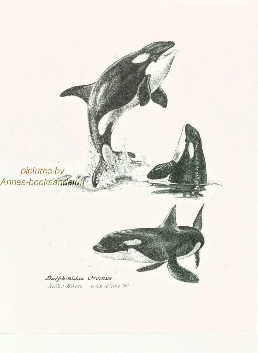 Killer Whale Pencil Drawing