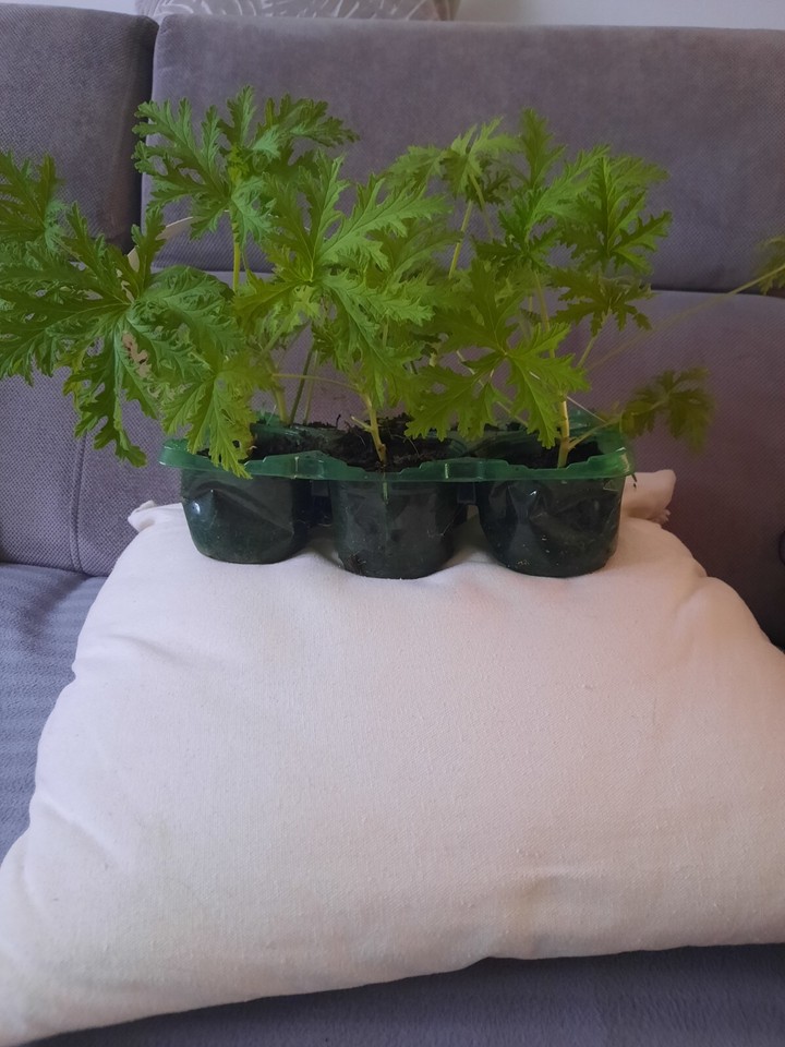 Geranium plant /Lemon geranium / pelargonium citronellum / Anginka ...