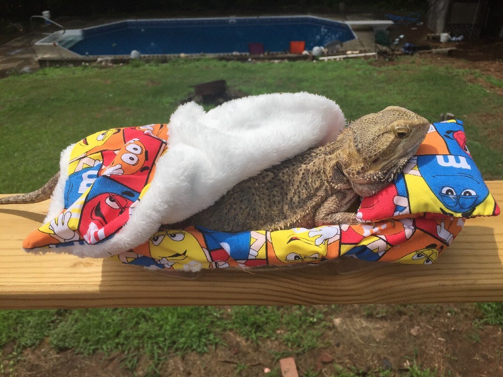 M&M PRINT LARGE ATTACHABLE RESTING SOFT BED COVERS 4 BEARDED DRAGON | eBay