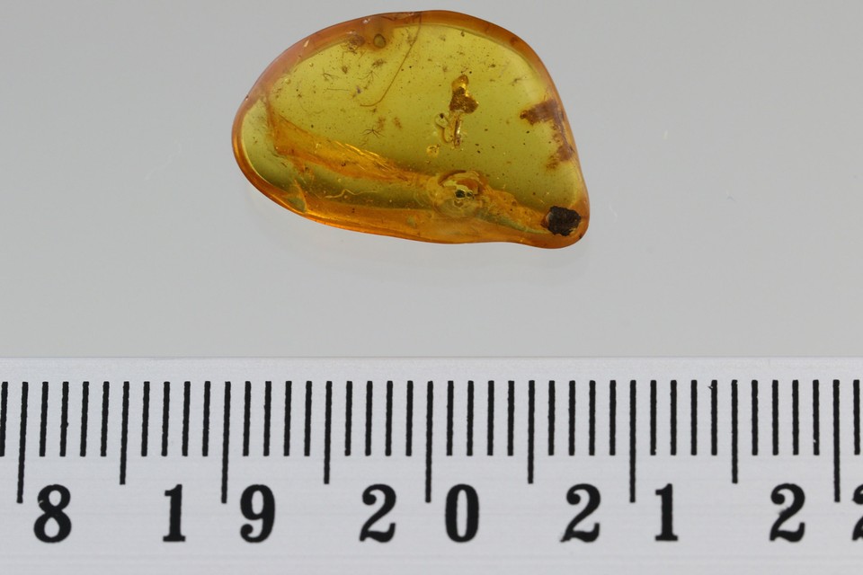 SCYDMAENIDAE Ant like Stone Beetle & Collembola BALTIC AMBER 181219-65 ...