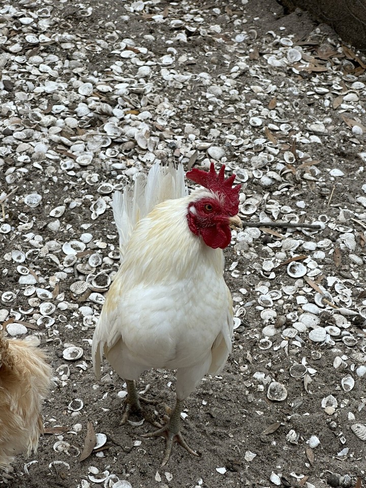 ️ 10+ Malaysian Serama hatching eggs. NPIP Cert ~ AI Clean🌟 | eBay